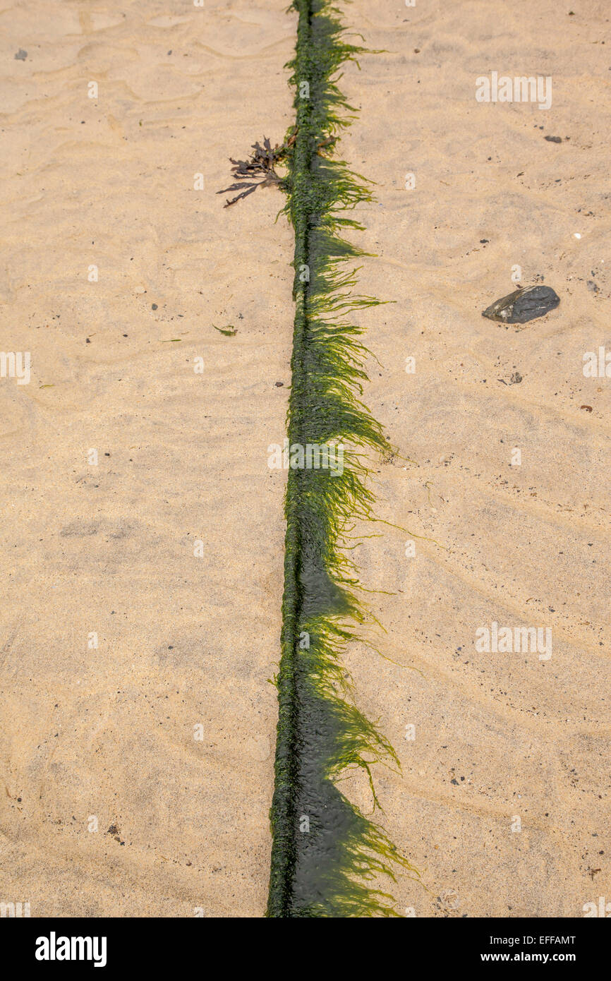 Seaweed on rope Stock Photo - Alamy