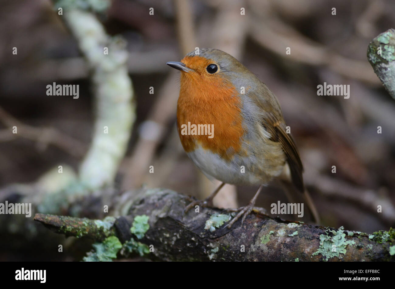 robin on a lichen speckled log UK Stock Photo - Alamy
