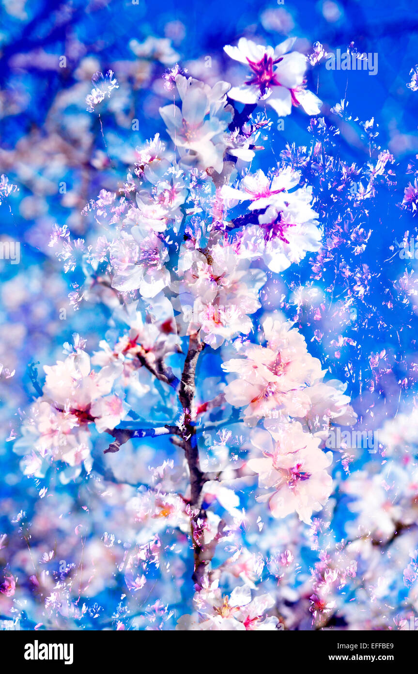 double exposure of almond trees in full bloom Stock Photo - Alamy