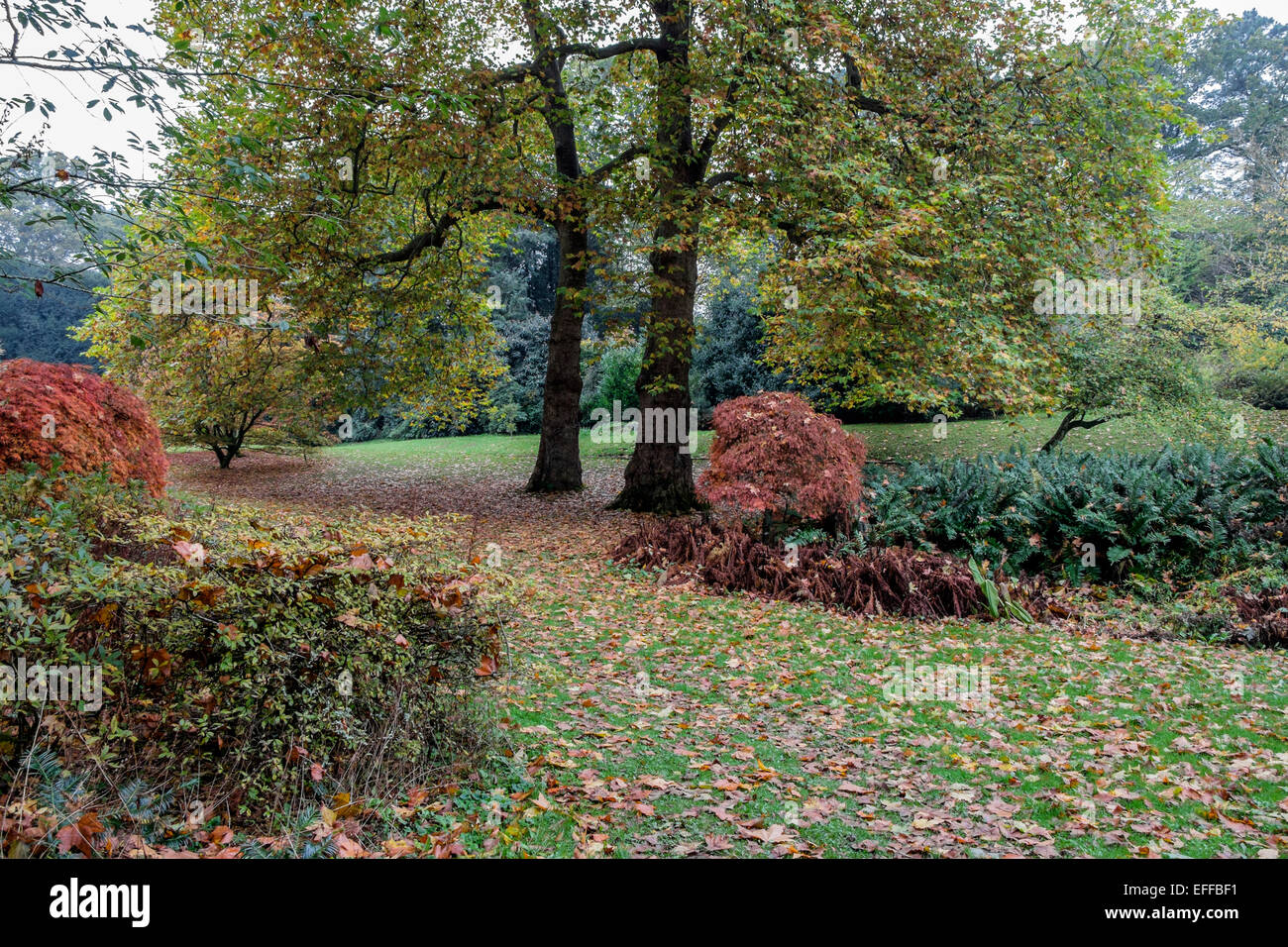 Fallen Autumn leaves in a beautiful garden in England Stock Photo - Alamy