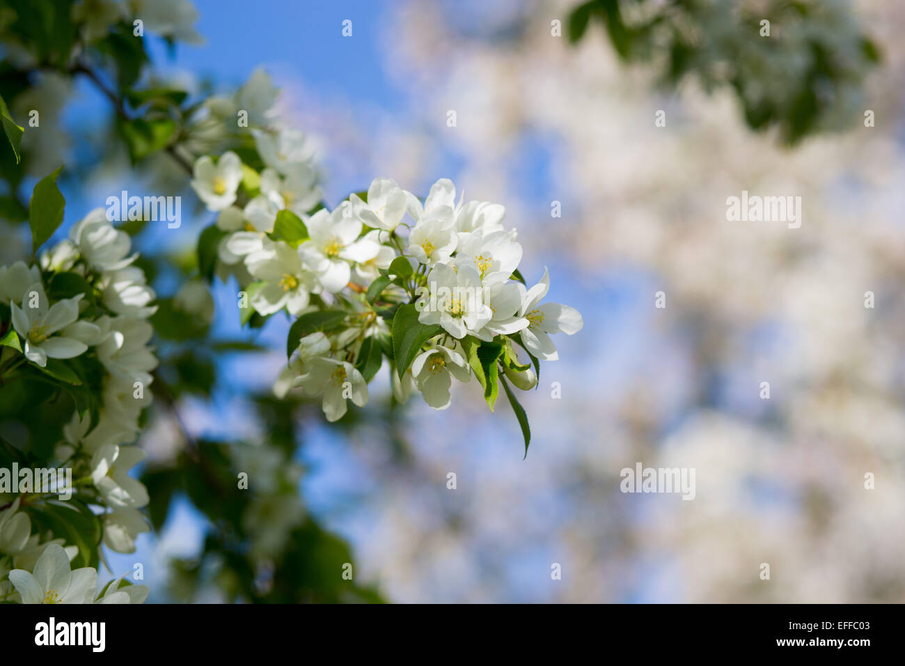 flowering apple tree Stock Photo - Alamy