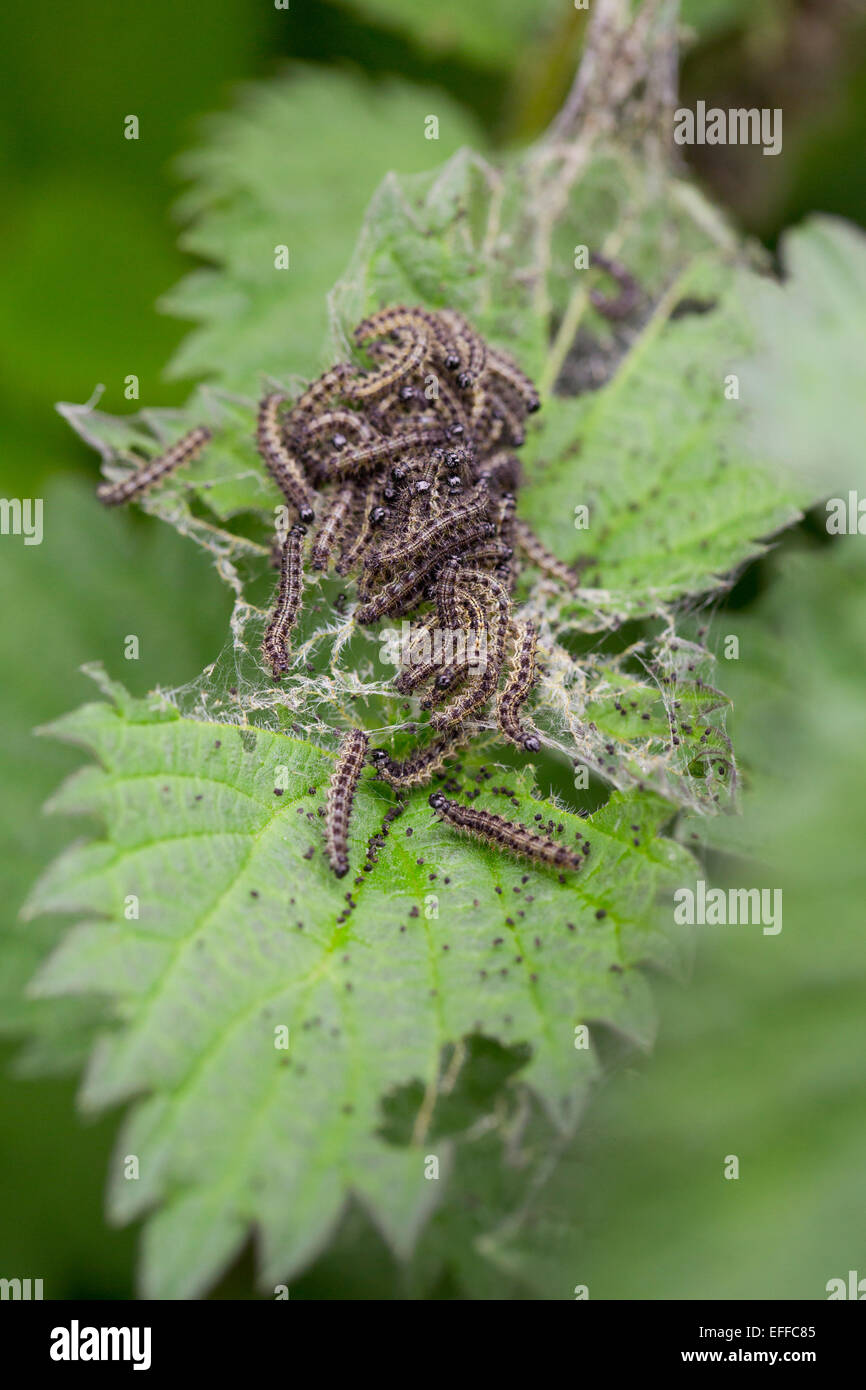 Tortoiseshell butterfly caterpillar hi-res stock photography and images ...