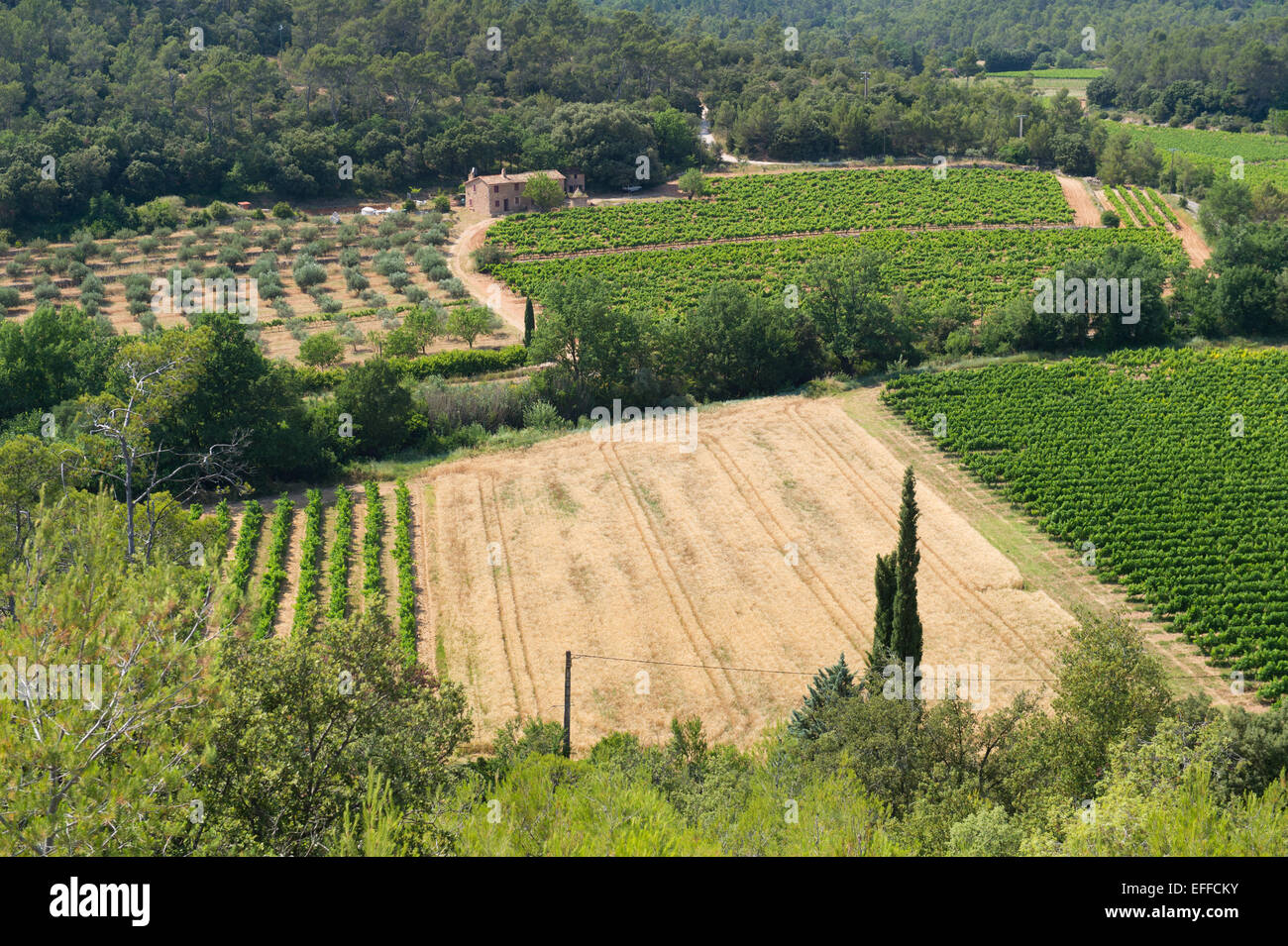 Typical landscape with vineyards in the south of France Stock Photo - Alamy