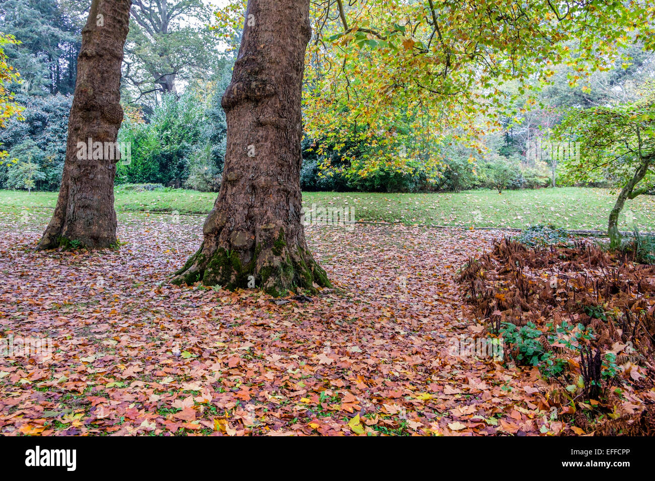 autumn leaves in England Stock Photo - Alamy
