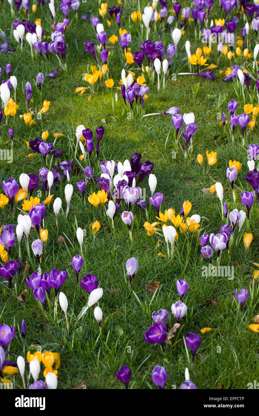 Naturalized bulbs hi-res stock photography and images - Alamy