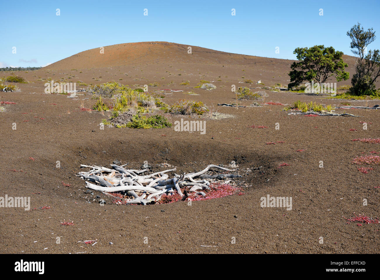 USA, Hawaii, Big Island, Volcanoes National Park, dead trees at Kilauea ...
