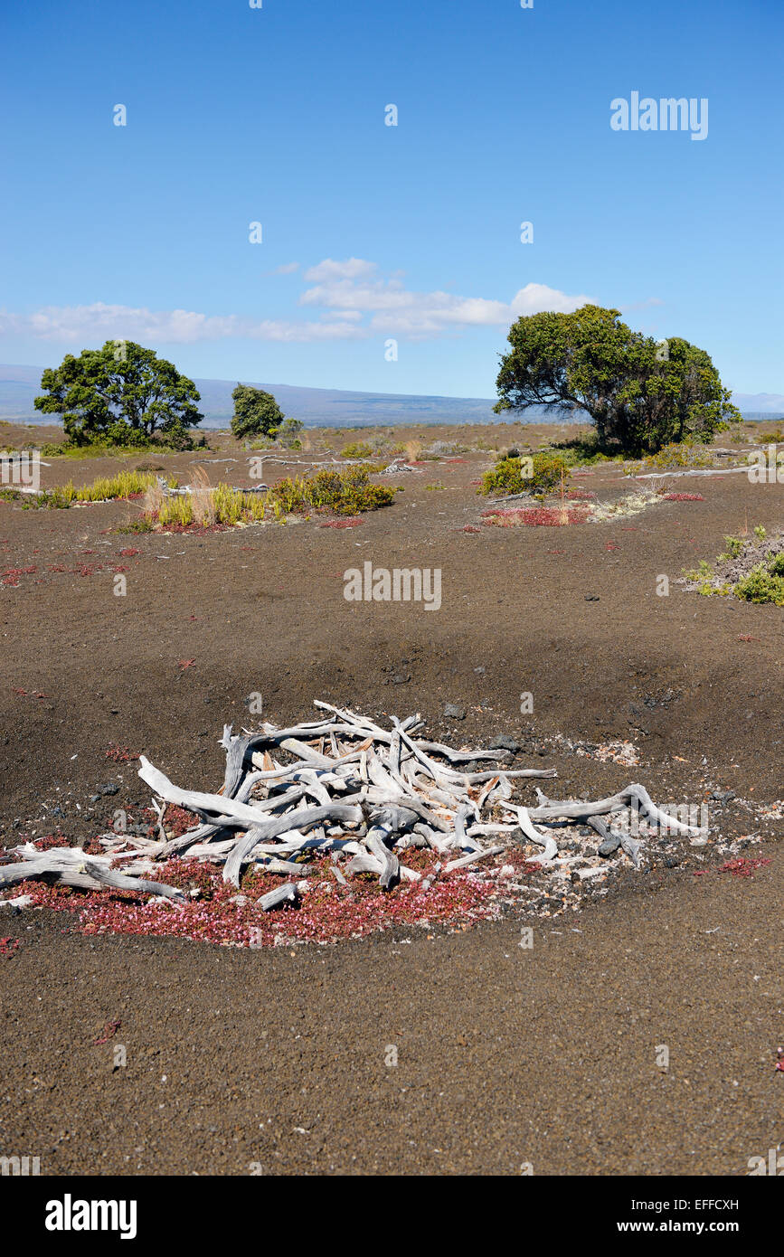 USA, Hawaii, Big Island, Volcanoes National Park, dead trees at Kilauea ...