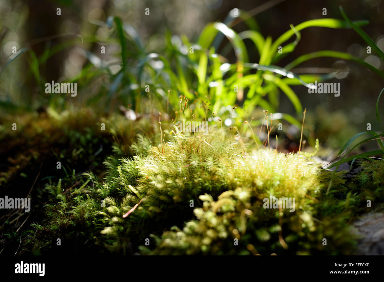 USA, Hawaii, Big Island, Volcanoes National Park, moss on soil of ...