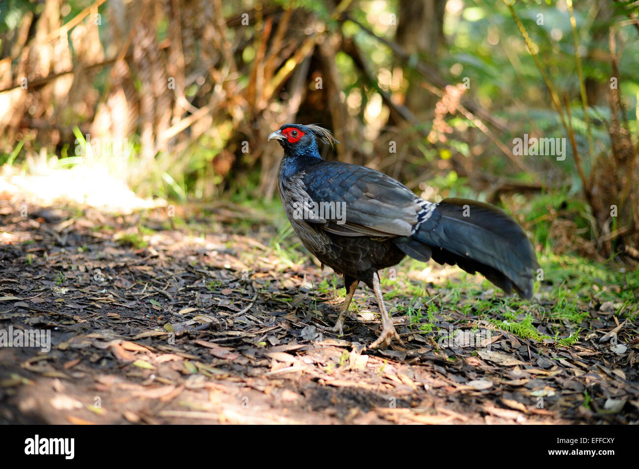 USA, Hawaii, Big Island, Volcanoes National Park, walking male Kalij ...