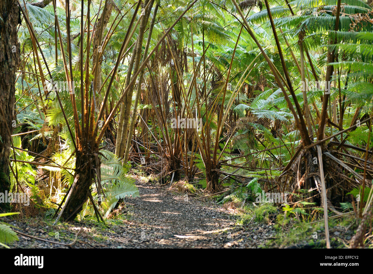 USA, Hawaii, Big Island, Volcanoes National Park, forest of tree ferns ...