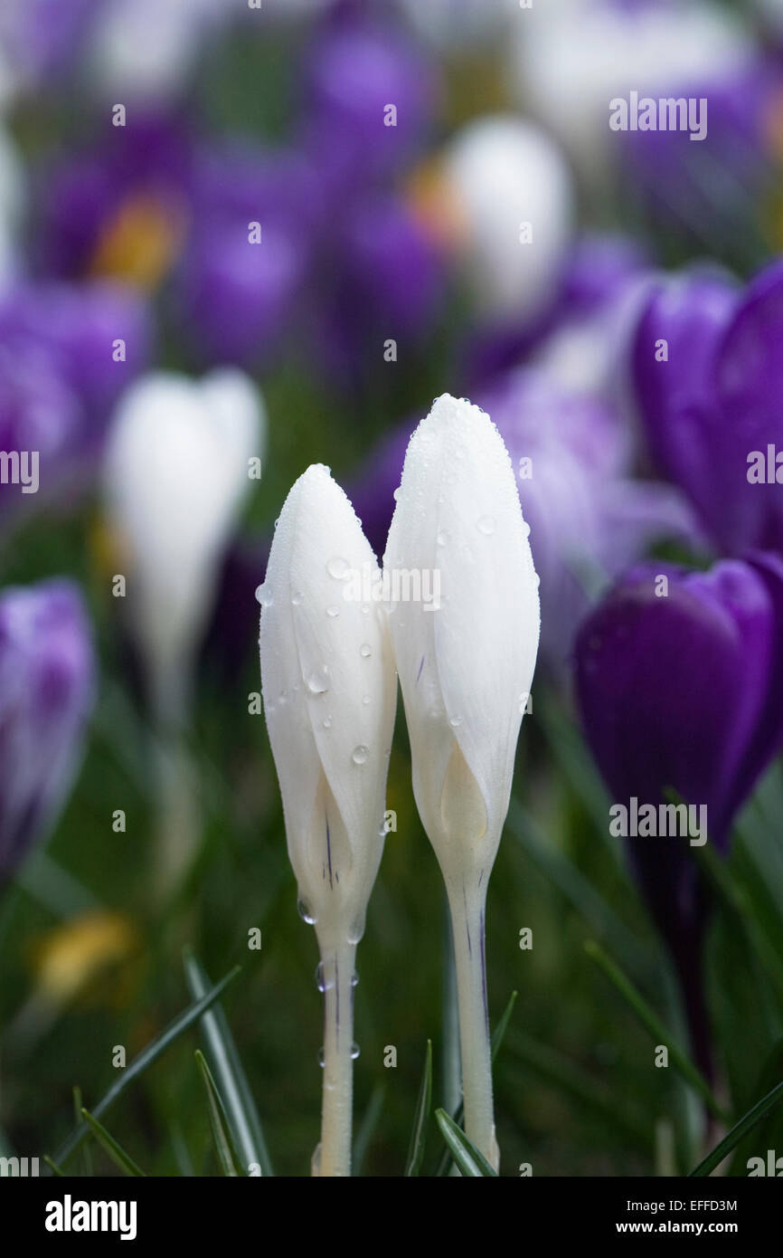 Naturalized bulbs hi-res stock photography and images - Alamy