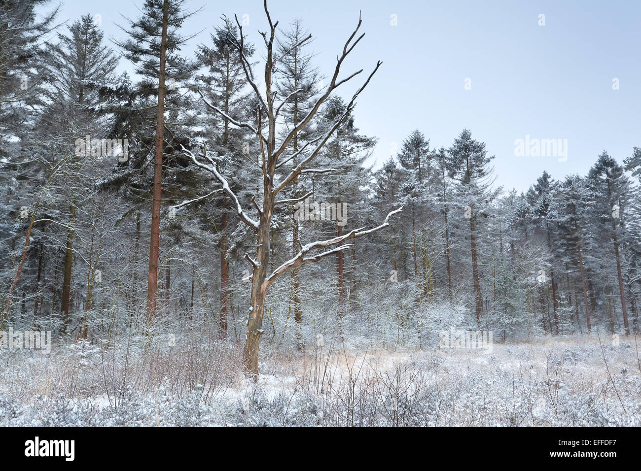 Winter forest in snow hi-res stock photography and images - Alamy