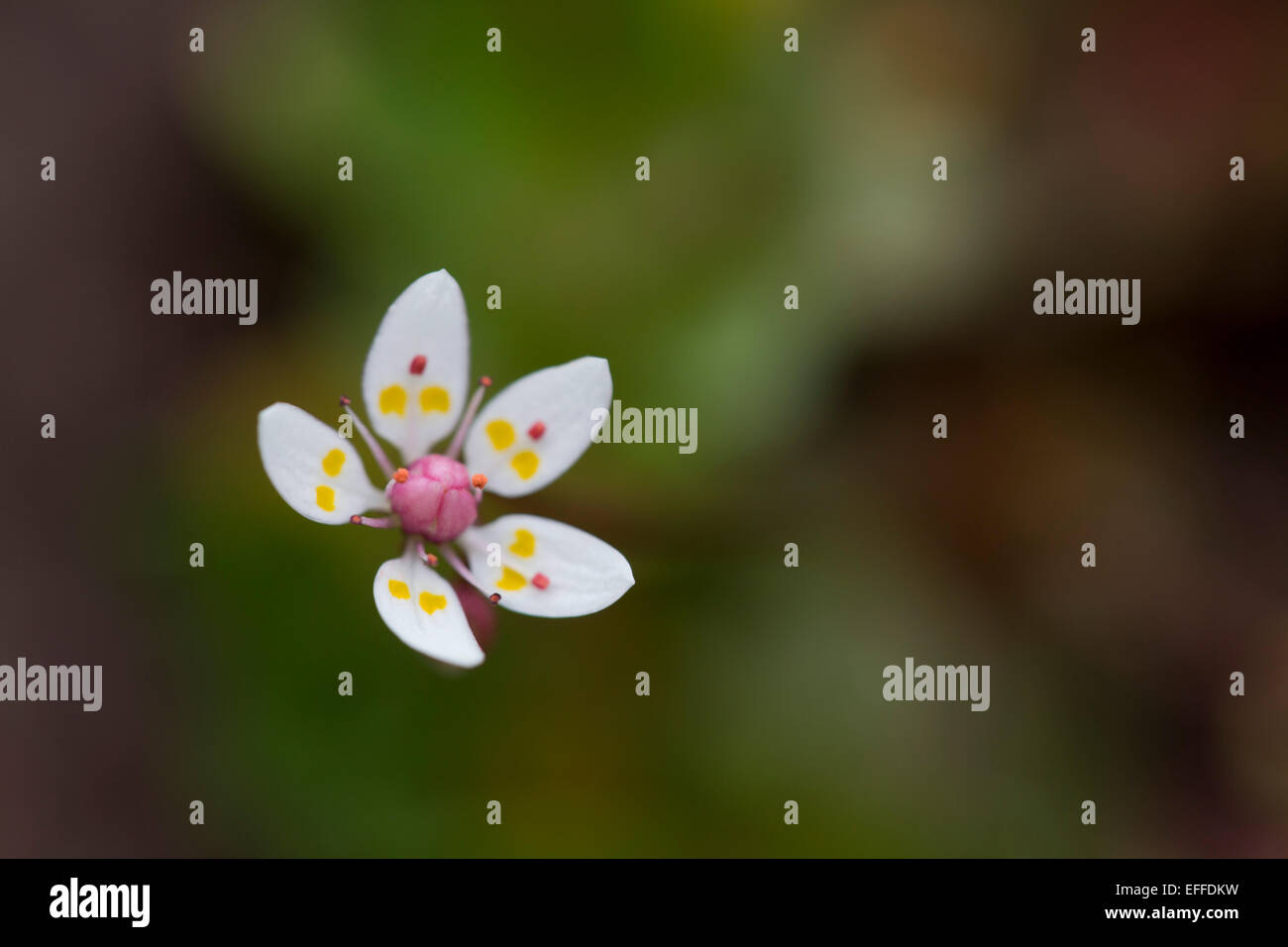 Starry Saxifrage Saxifraga stellaris Flower Cumbria; UK Stock Photo - Alamy