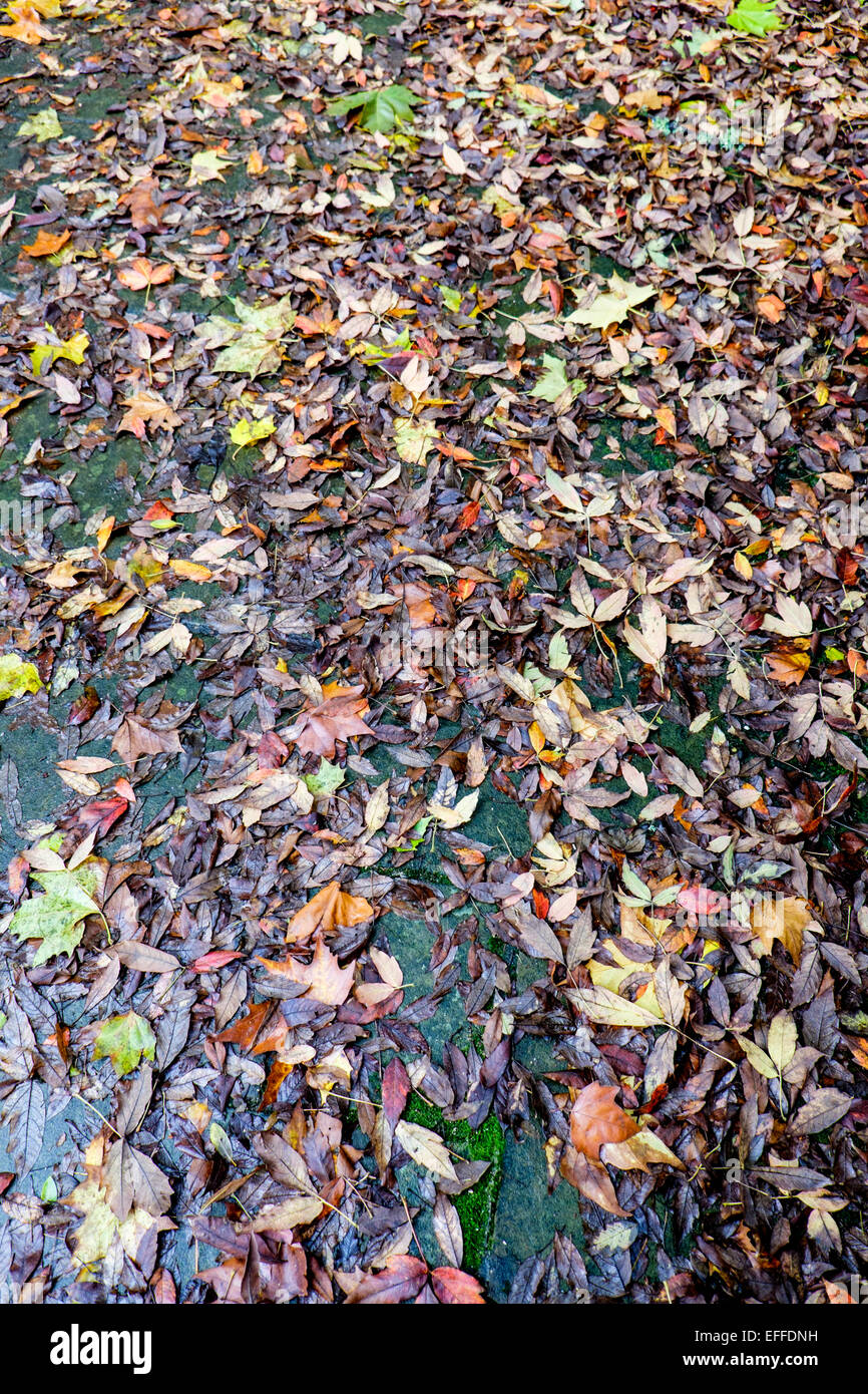 autumn leaves in England Stock Photo - Alamy