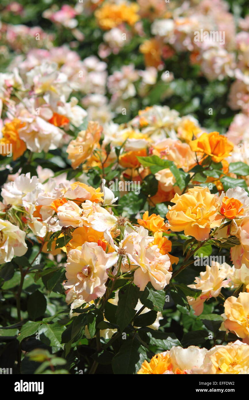 Dog rose blooming bush hi-res stock photography and images - Alamy
