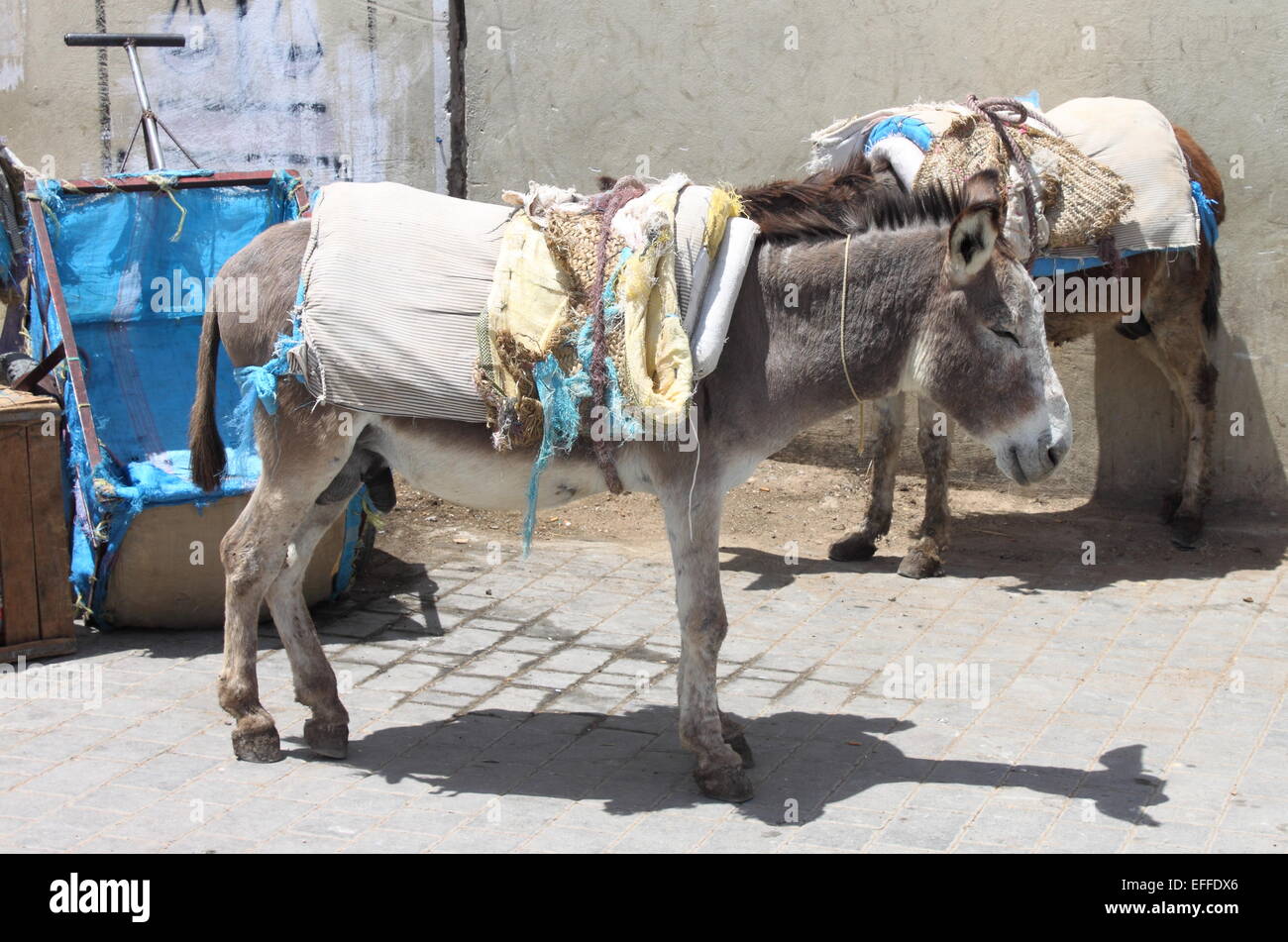 A pair of saddled donkeys at the streets of Fez Medina, Morocco Stock ...