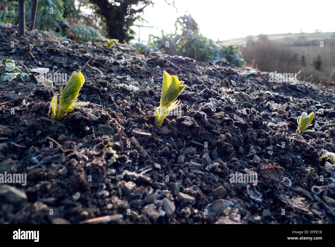 New spring growth in the vegetable garden as broad bean shoots push ...