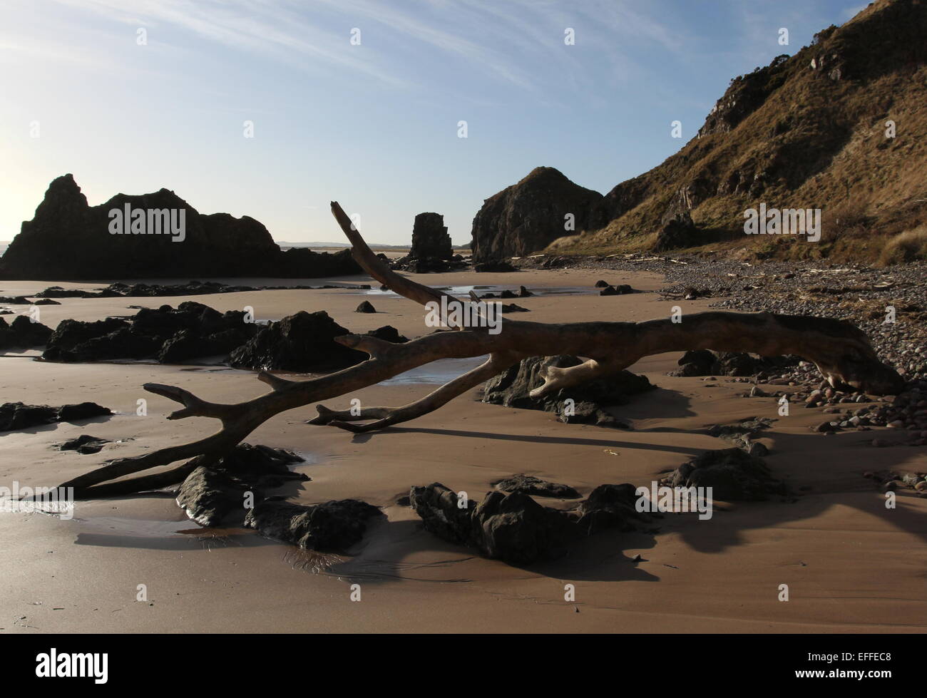 Driftwood on beach St Cyrus Nature Reserve Scotland January 2015 Stock ...
