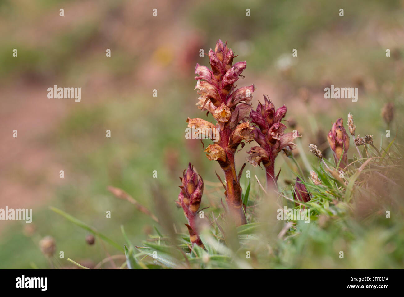 Thyme broomrape hi-res stock photography and images - Alamy
