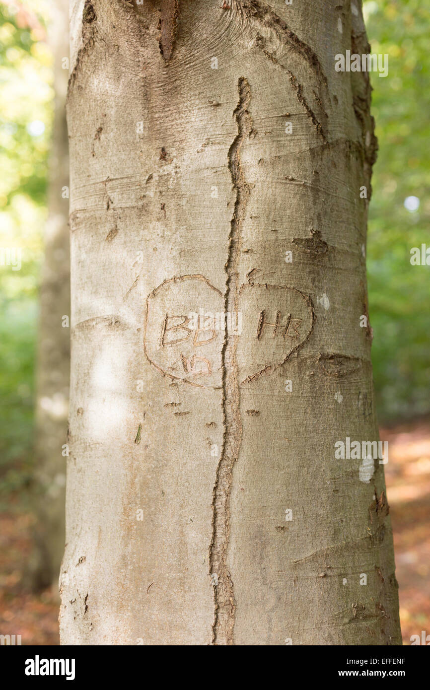 Heart of the tree hi-res stock photography and images - Alamy