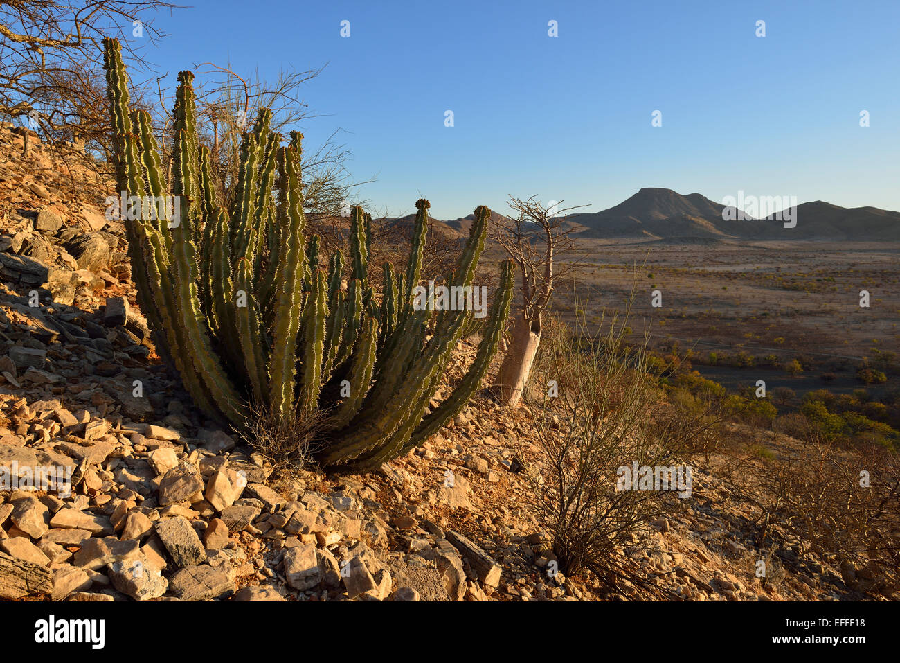 Namibia, Kaokoland, Namib Desert, Euphorbia in the Hartmann Mountains ...