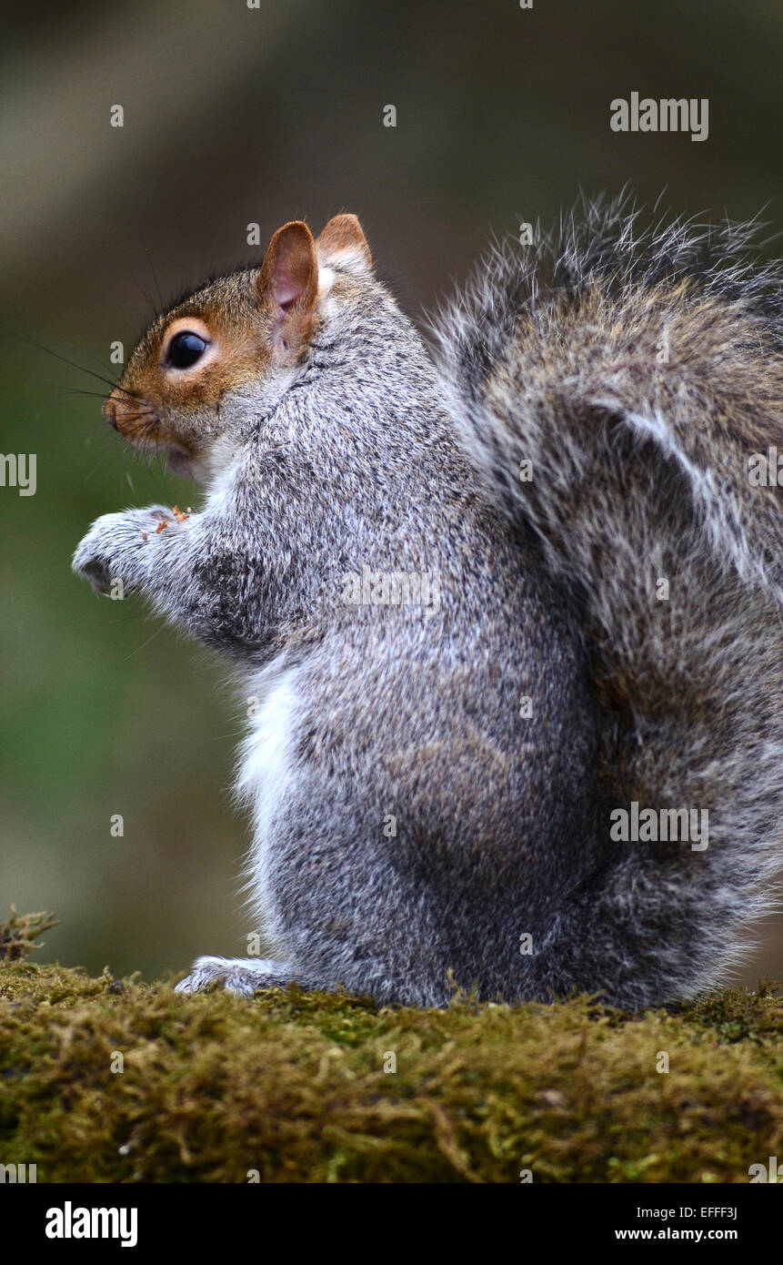 Squirrel sitting on moss hi-res stock photography and images - Alamy
