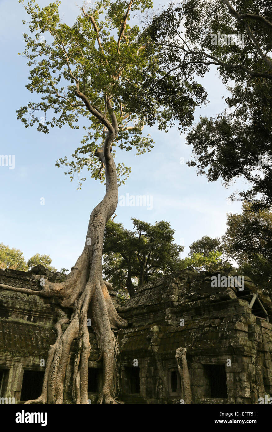 Cambodia, tree overgrowing wall in Ta Prohm temple complex Stock Photo ...