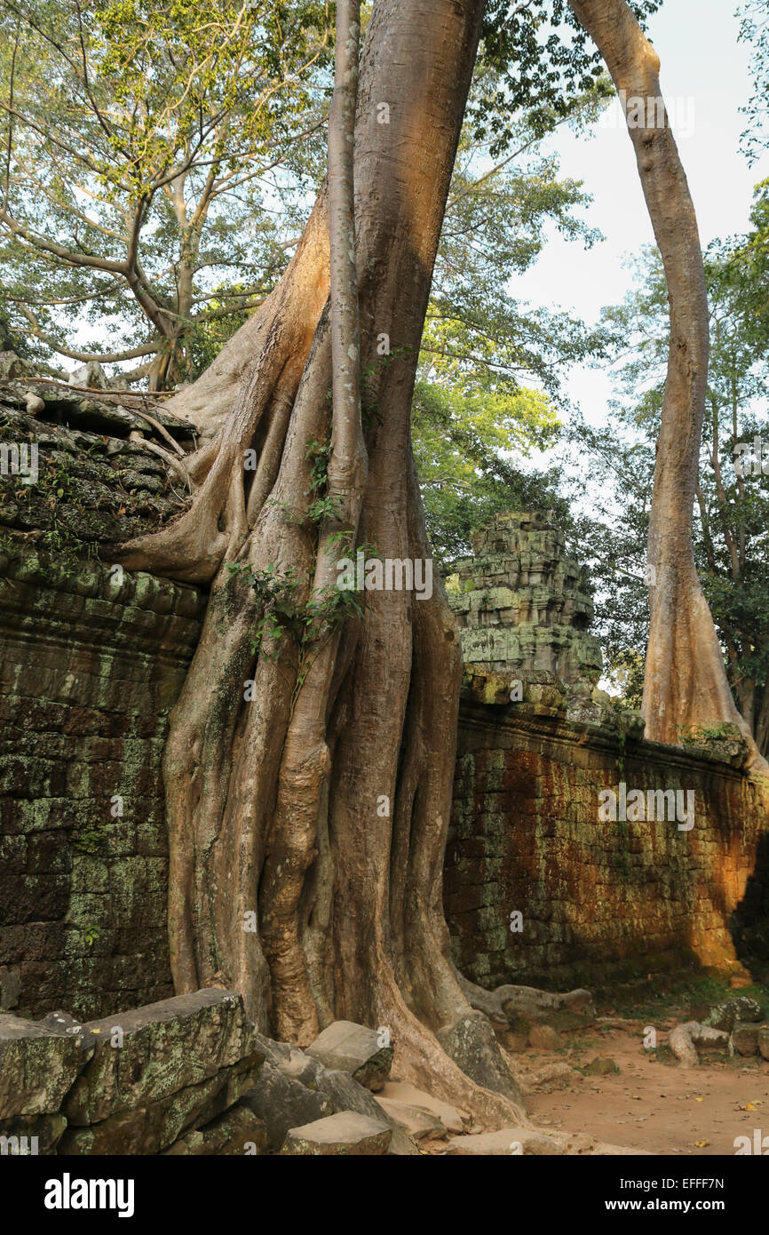 Cambodia, tree overgrowing wall in Ta Prohm temple complex Stock Photo ...