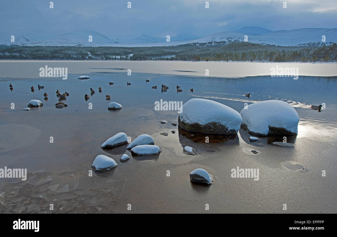 Winter sun on the frozen water of Loch Morlich in the Cairngorm ...