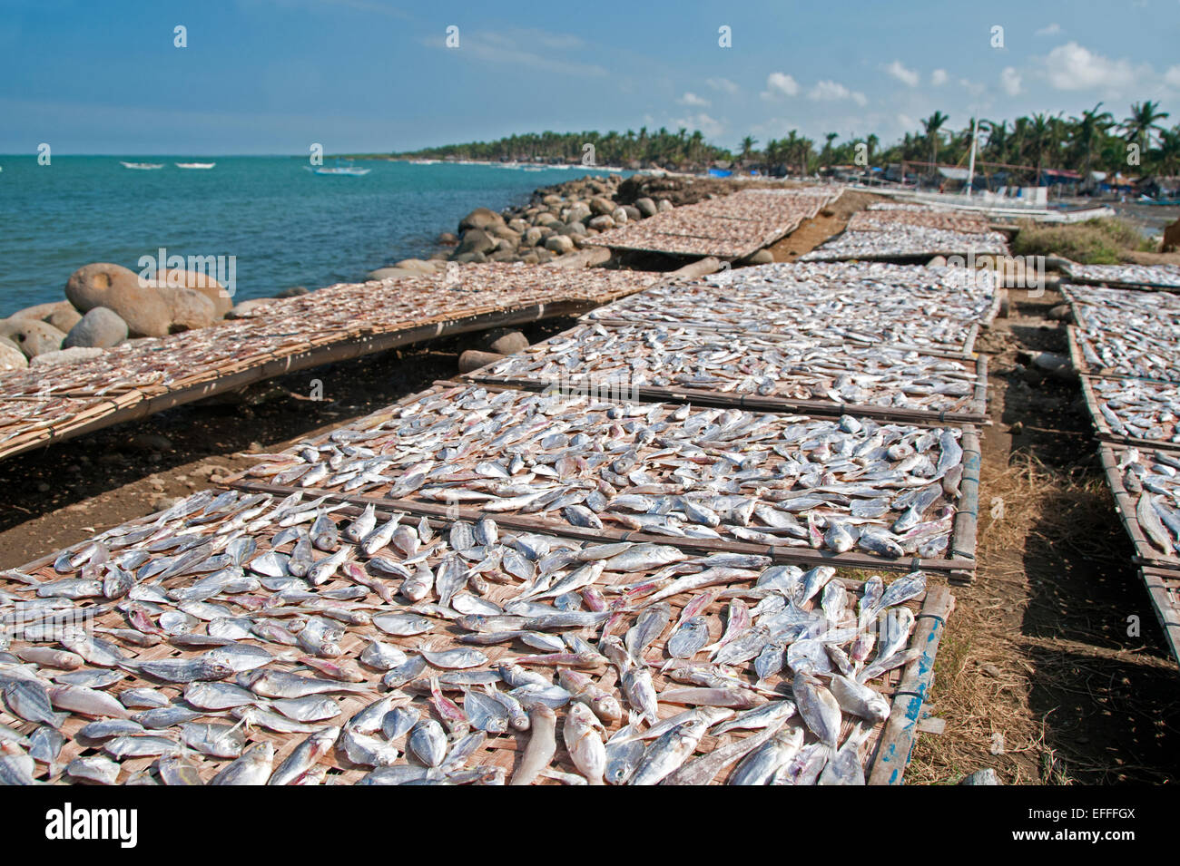 Fish drying in the sun Stock Photo - Alamy