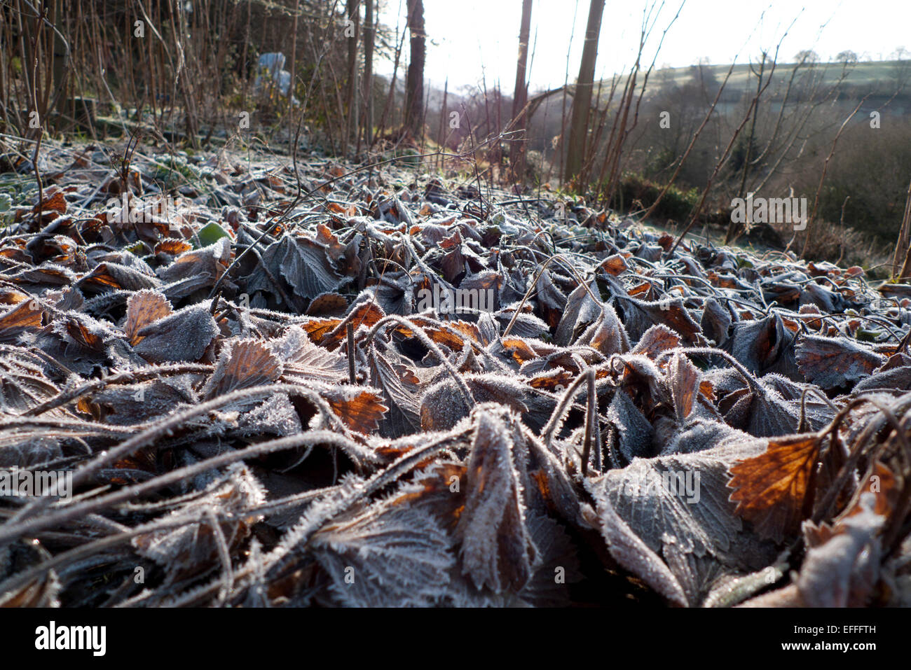 Limp leaf hi-res stock photography and images - Alamy