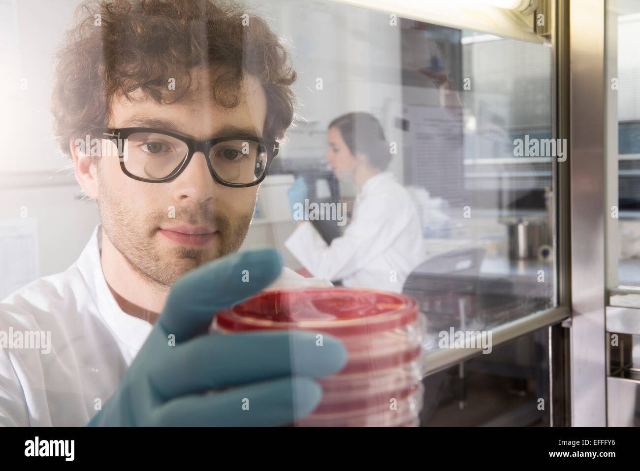 Germany, Berlin, scientist working in laboratory, bacteria cultures ...