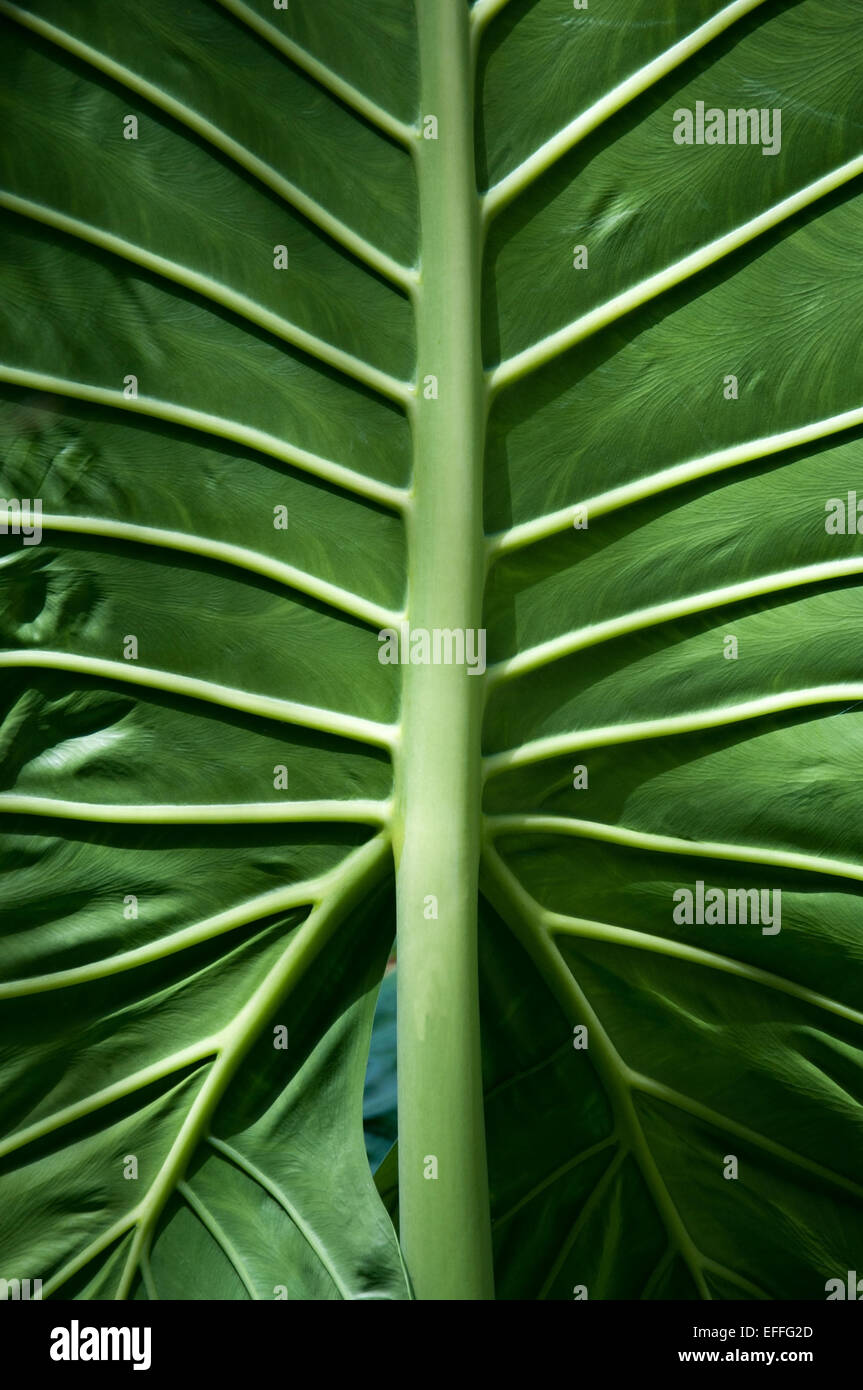 Large leaf closeup Stock Photo - Alamy
