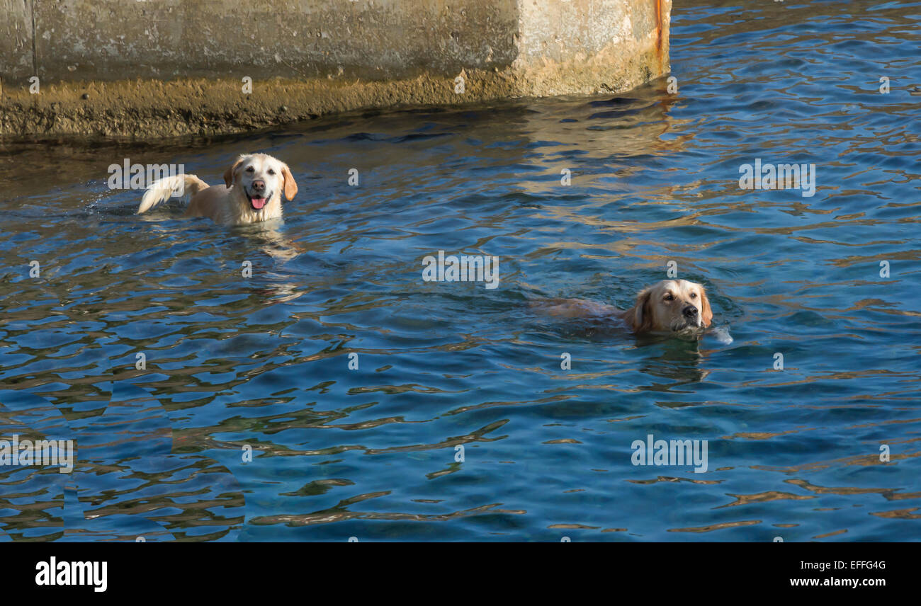 Two dogs swimming in blue ocean water. One of the dogs is happy and ...