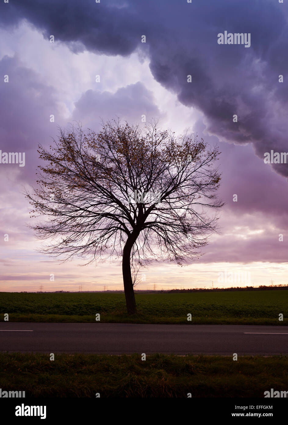 Silhouette of single bare tree in front of moody sky Stock Photo - Alamy