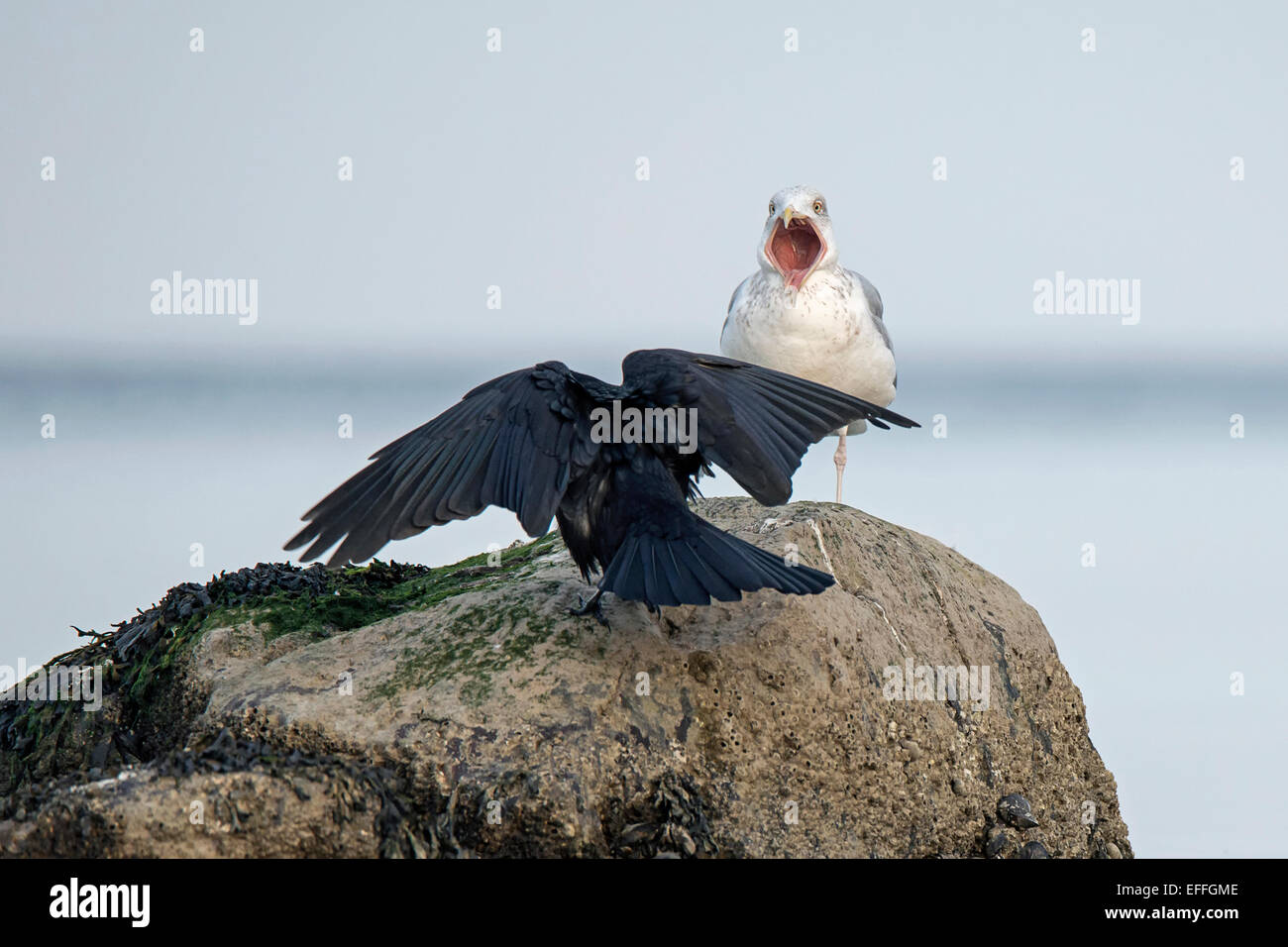 Germany, Schleswig-Holstein, Seagull and raven on rock Stock Photo - Alamy