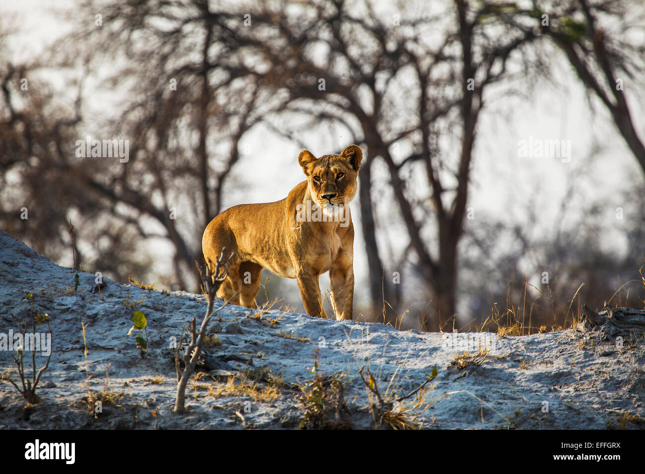 Botswana, Okavango Delta, lioness hunting Stock Photo - Alamy