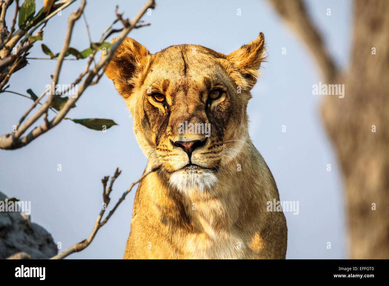 Botswana, Okavango Delta, portrait of lioness Stock Photo - Alamy