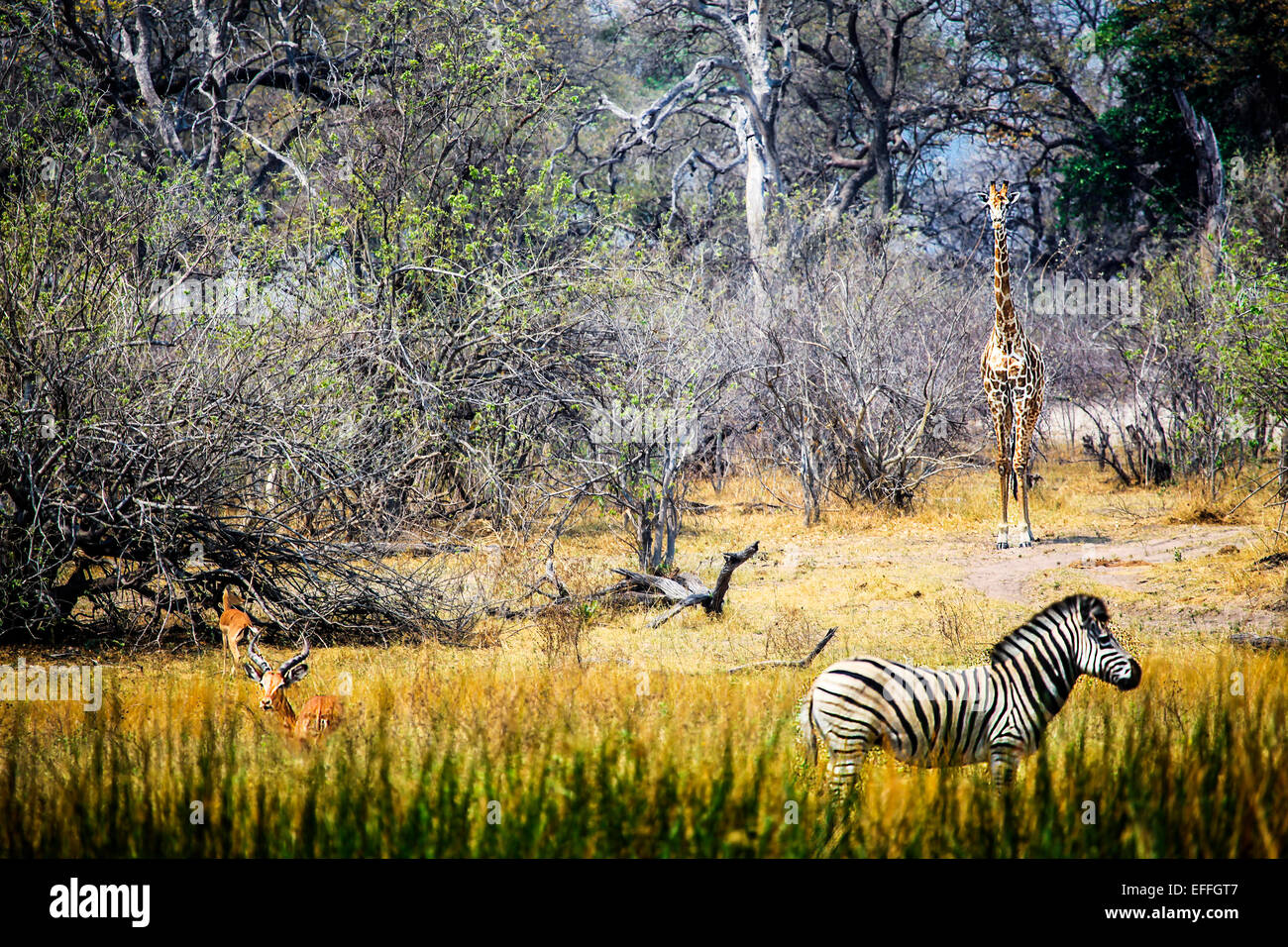 Botswana, Okavango Delta, antelopes, zebra and giraffe Stock Photo - Alamy