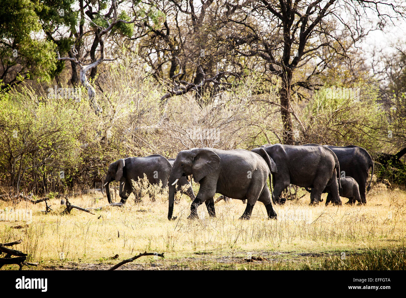 Botswana, Okavango Delta, elephants walking in savannah Stock Photo - Alamy