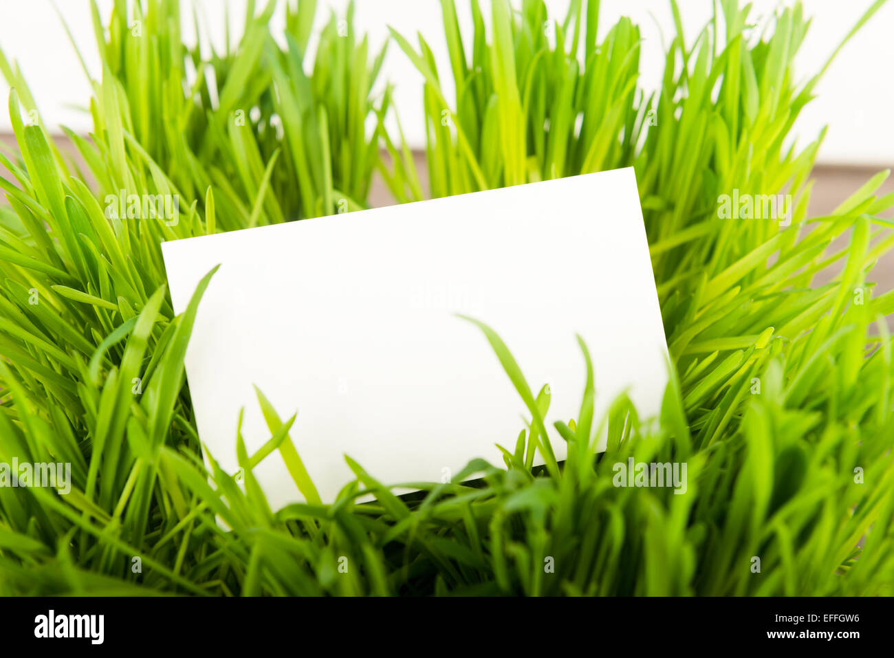 Blank business card in fresh green grass Stock Photo - Alamy