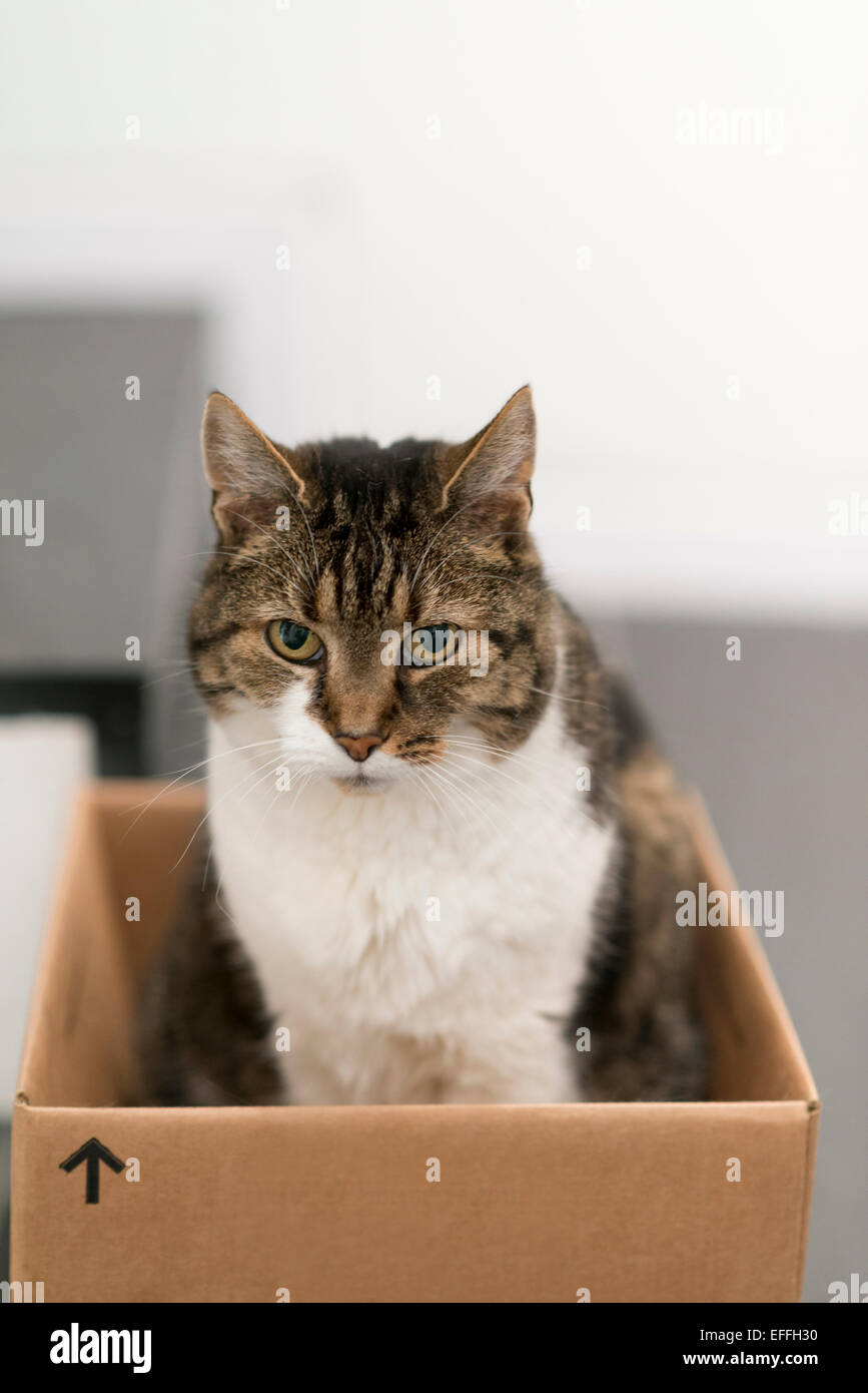 Tabby cat inside cardboard box Stock Photo - Alamy