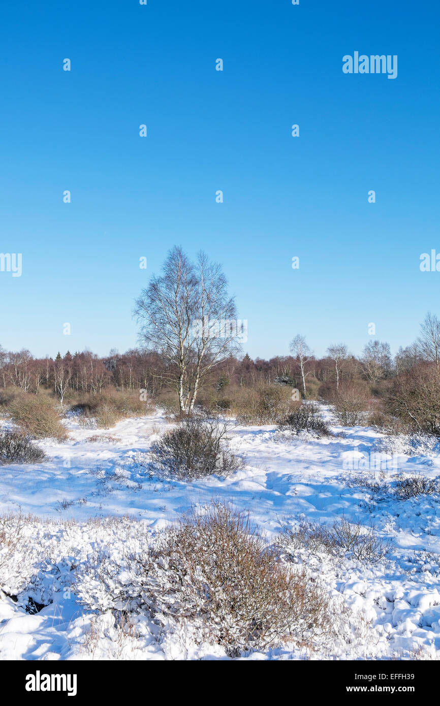 Belgium, High Fens, winter landscape Stock Photo - Alamy