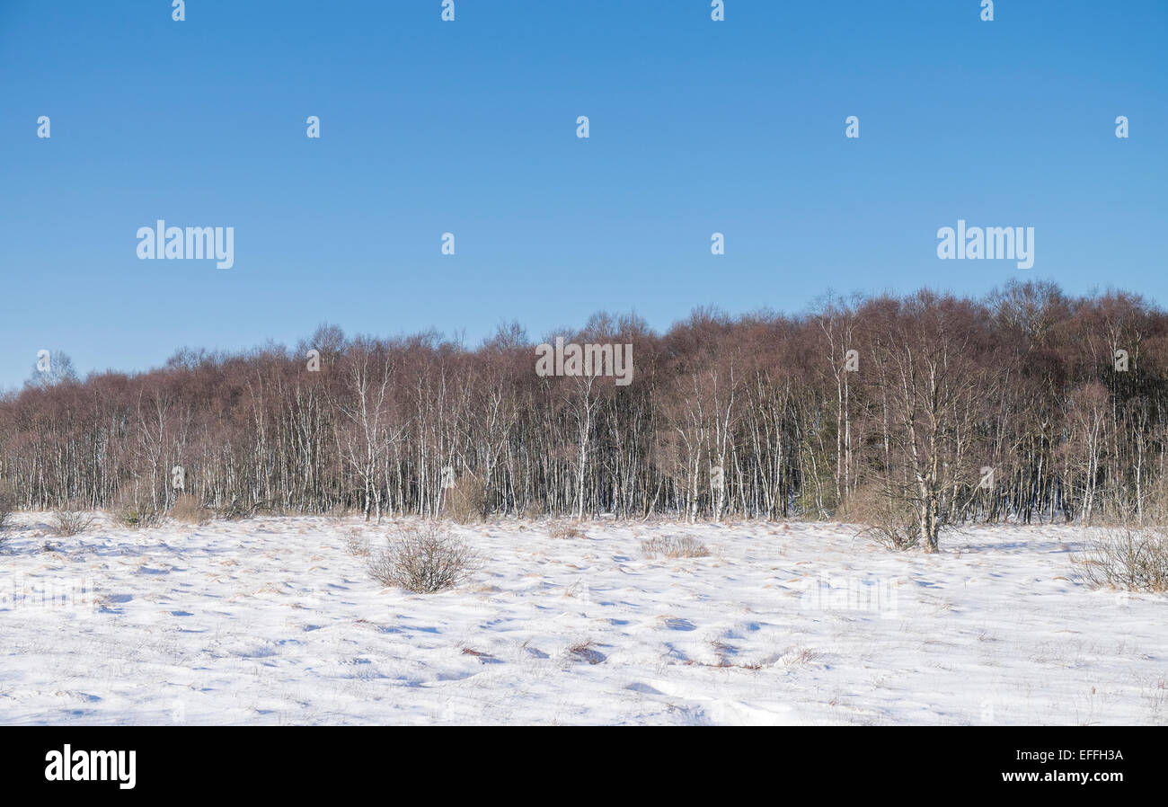 Belgium, High Fens, winter landscape with birch forest Stock Photo - Alamy