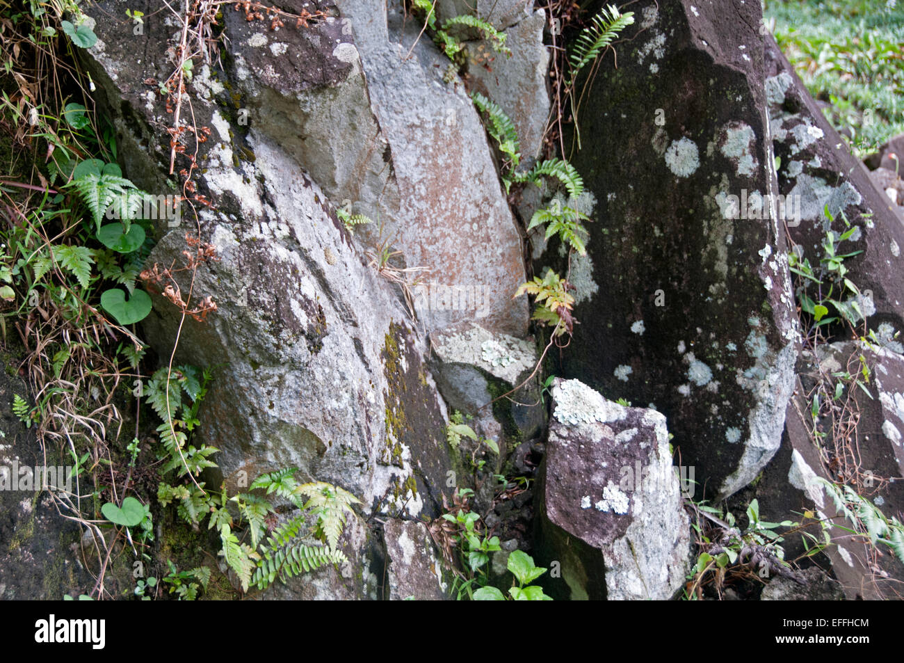 Container ship jungle hi-res stock photography and images - Alamy