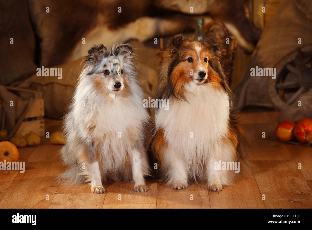 Two shetland sheepdogs hi-res stock photography and images - Alamy