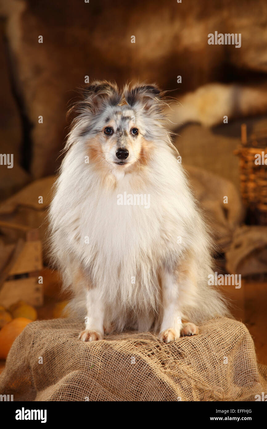 Sheepdog sitting hi-res stock photography and images - Alamy