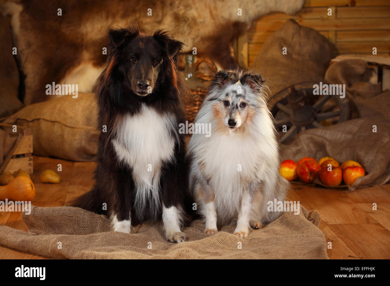 Two Shetland Sheepdogs sitting side by side in a barn Stock Photo - Alamy