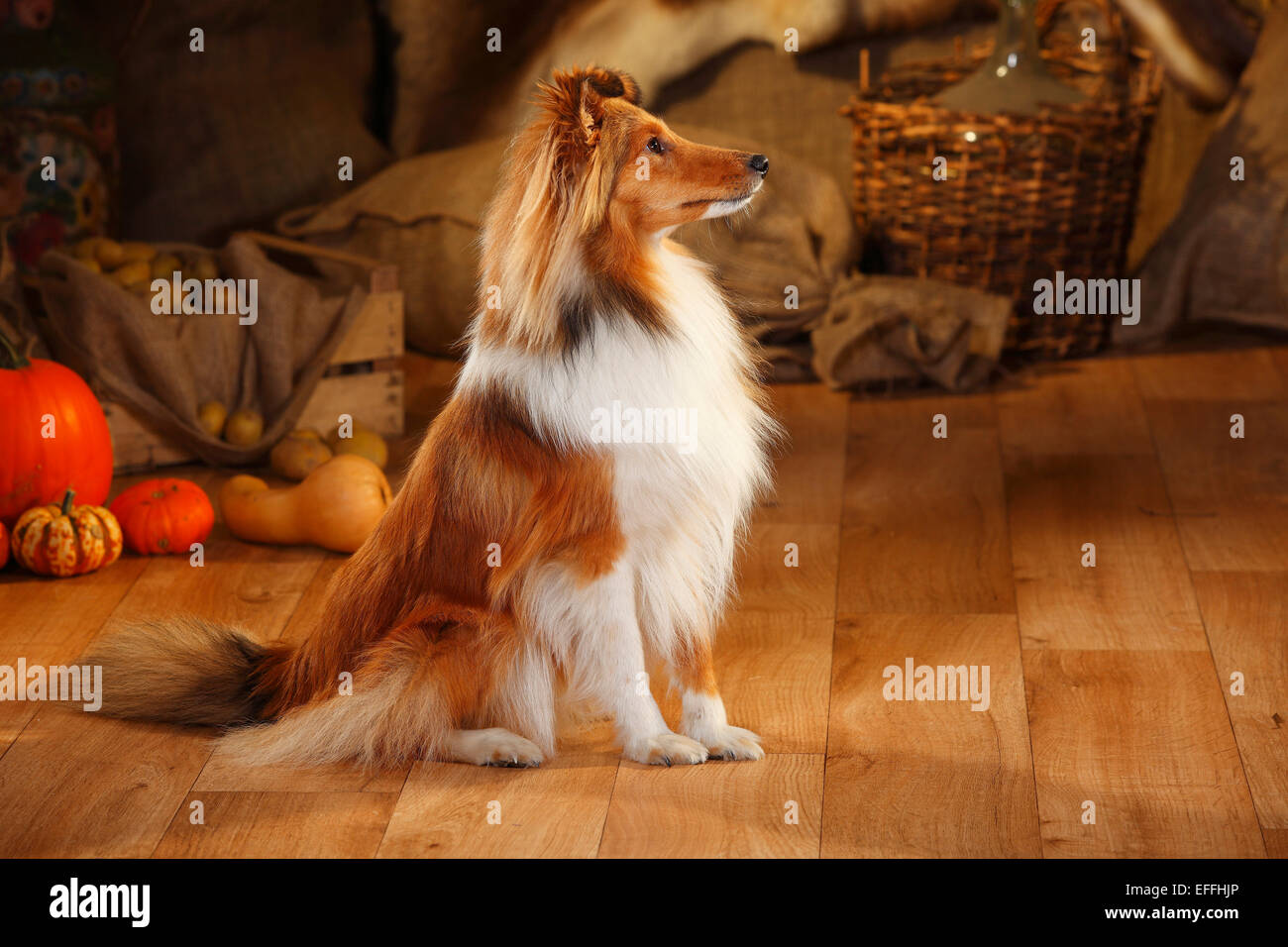Shetland Sheepdog sitting in a barn Stock Photo - Alamy