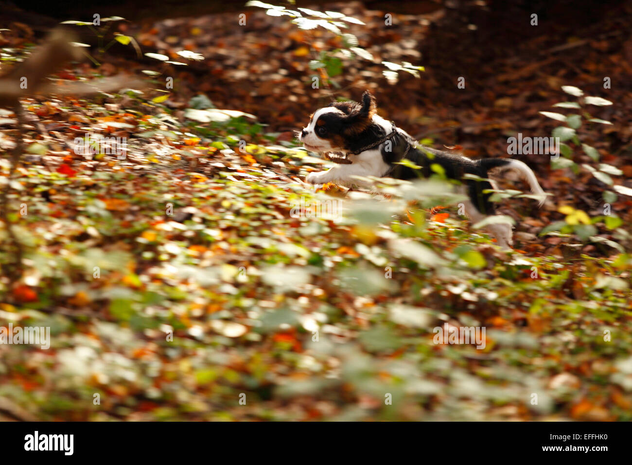 Running Cavalier King Charles Spaniel puppy at forest Stock Photo - Alamy